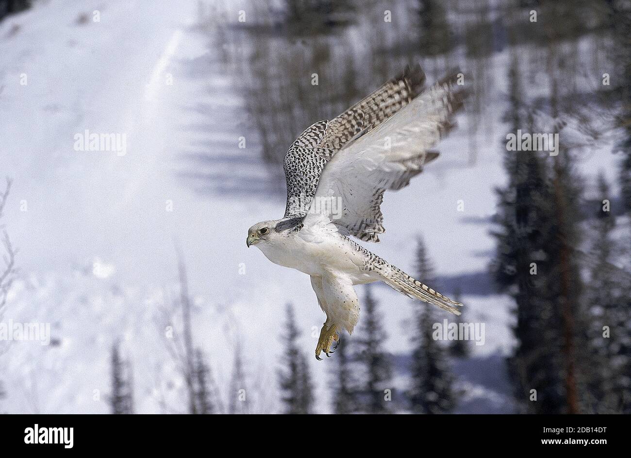 GYRFALCON falco rusticolus, ADULT IN FLIGHT, CANADA Stock Photo - Alamy