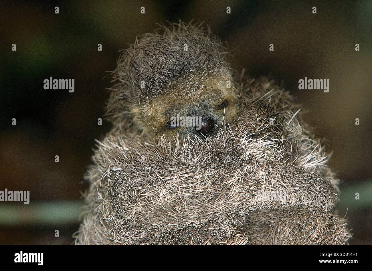 Maned sloth hi-res stock photography and images - Alamy