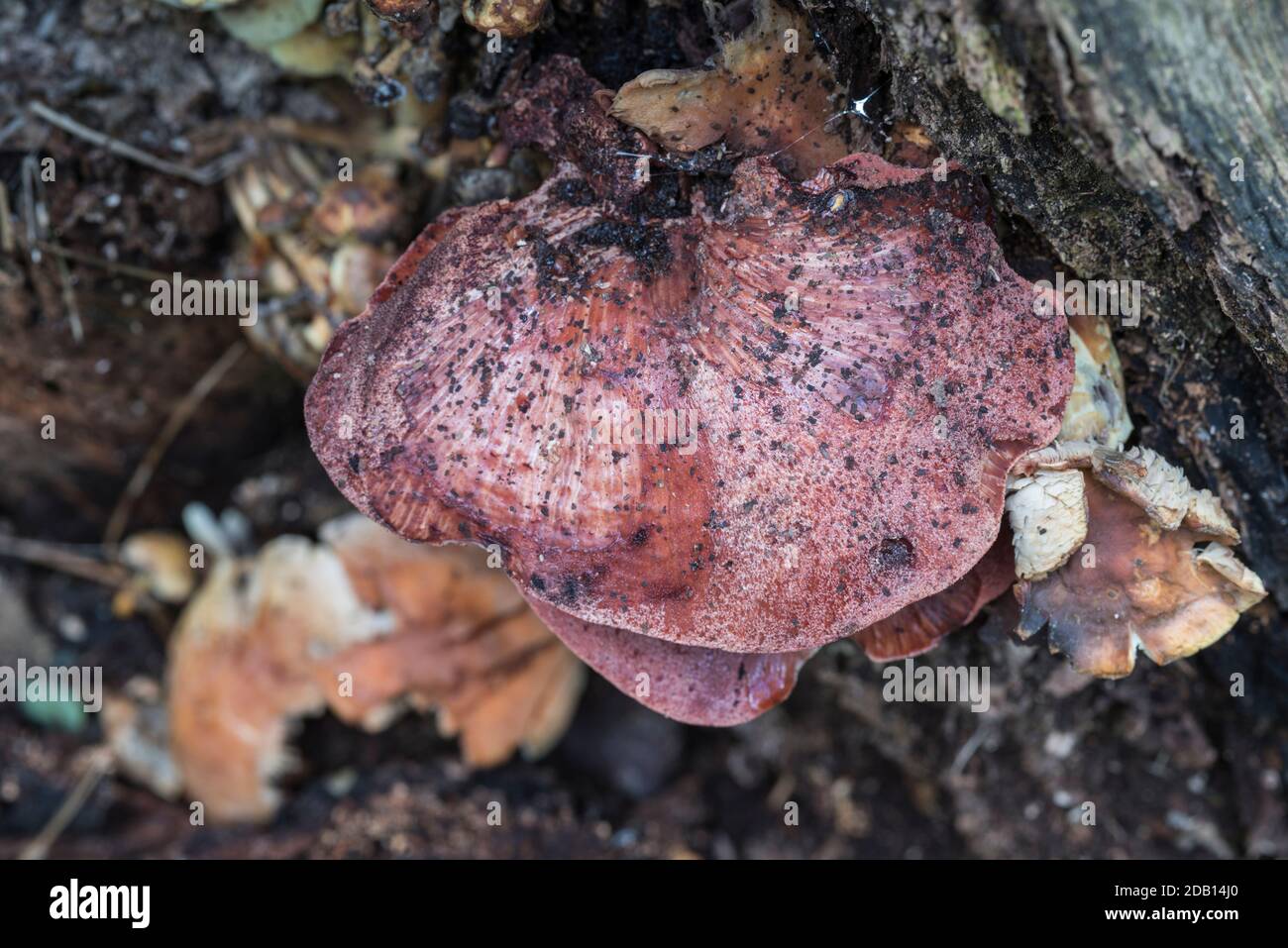 Beef steak fungus (Fistulina hepatica Stock Photo - Alamy