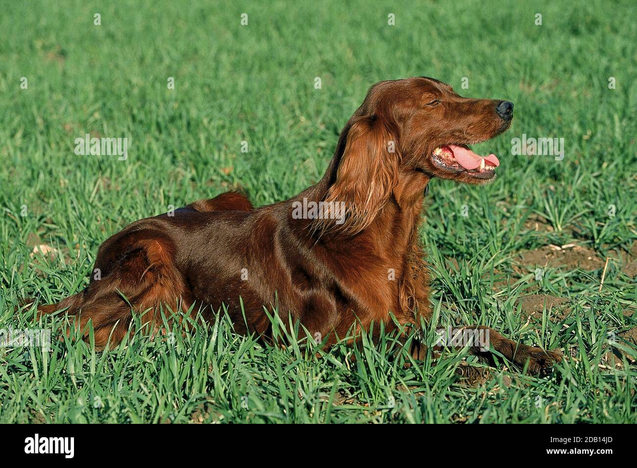 IRISH SETTER OR RED SETTER DOG, ADULT RESTING ON GRASS Stock Photo - Alamy