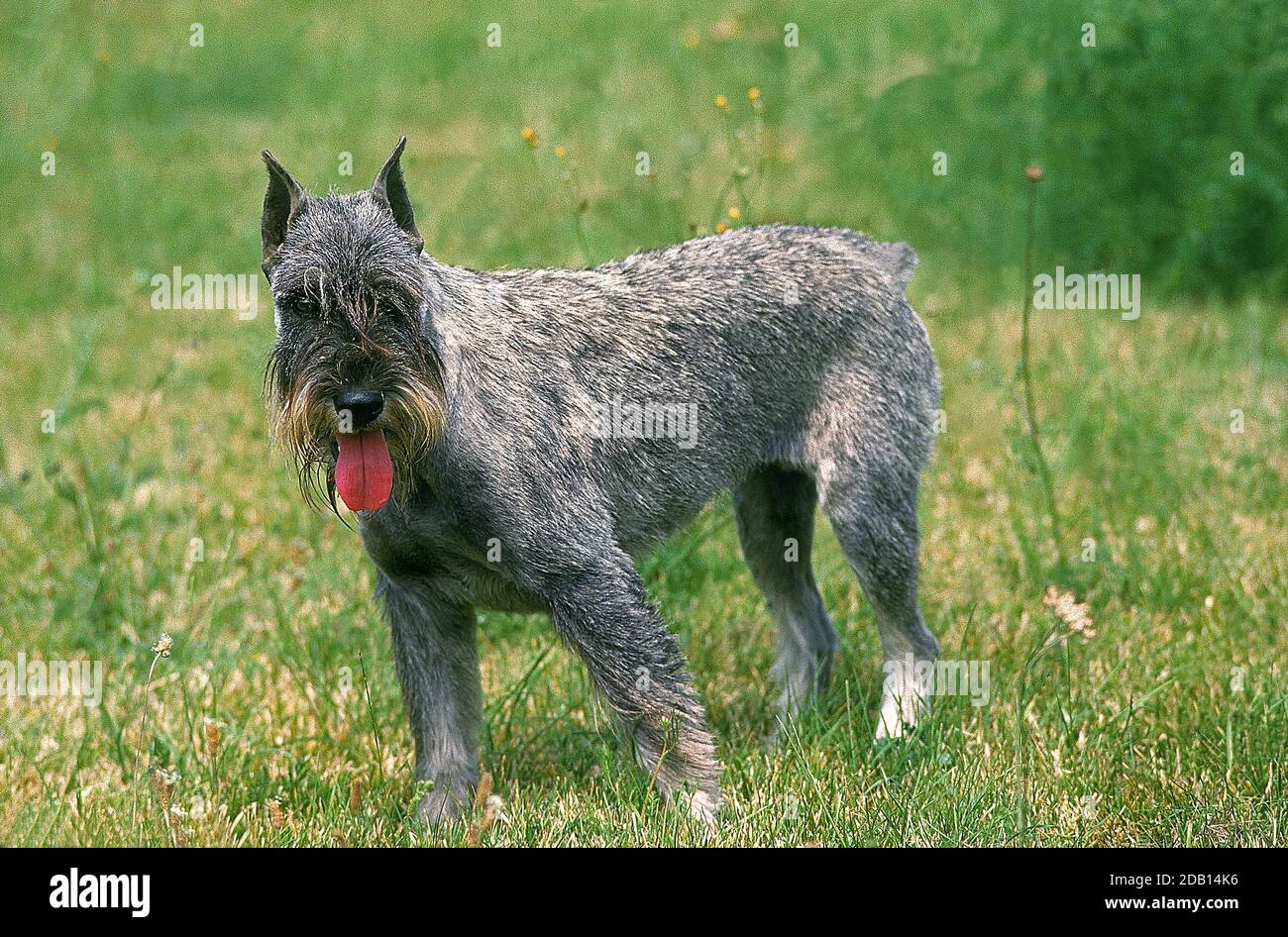 Medium Size Schnauzer Dog High Resolution Stock Photography and Images ...