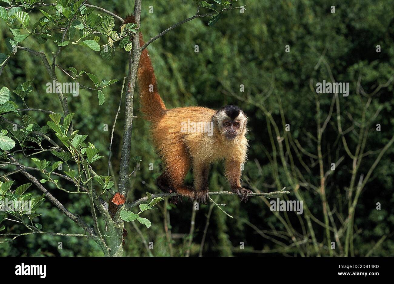 Capuchin monkey standing on branch hi-res stock photography and images ...
