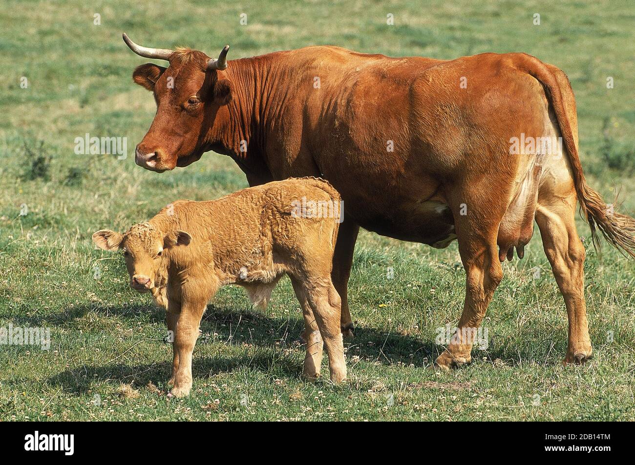 Adult limousin cow hi-res stock photography and images - Alamy