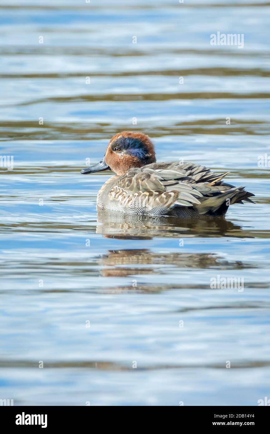 Eurasian teal anas crecca hi-res stock photography and images - Alamy