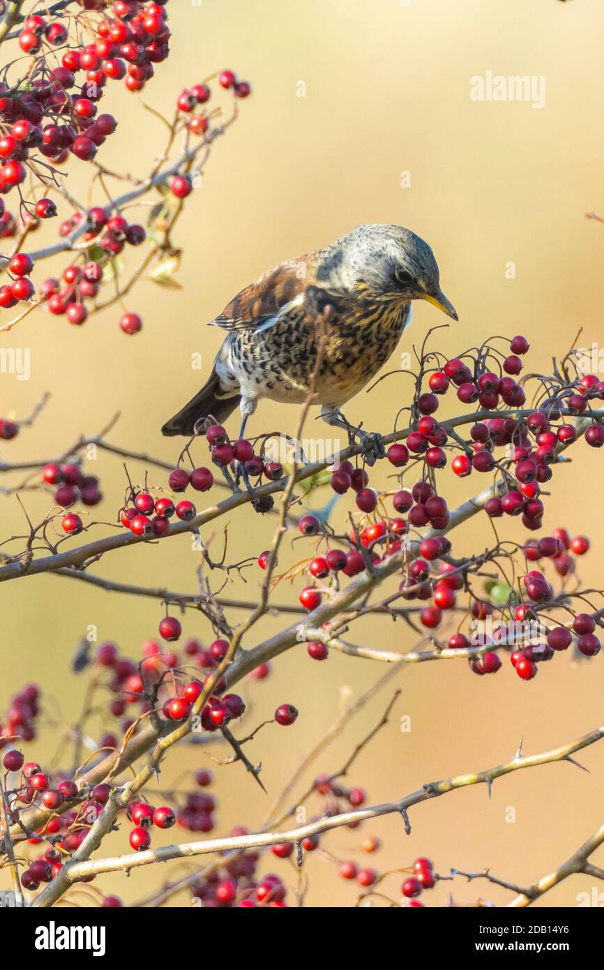 Fieldfare wildlife hi-res stock photography and images - Alamy