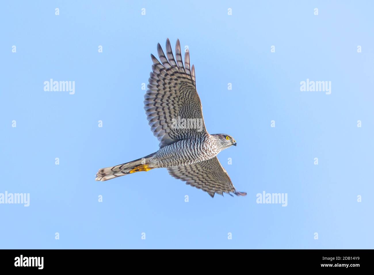 Eurasian sparrowhawk, Accipiter nisus, bird of prey in flight hunting ...