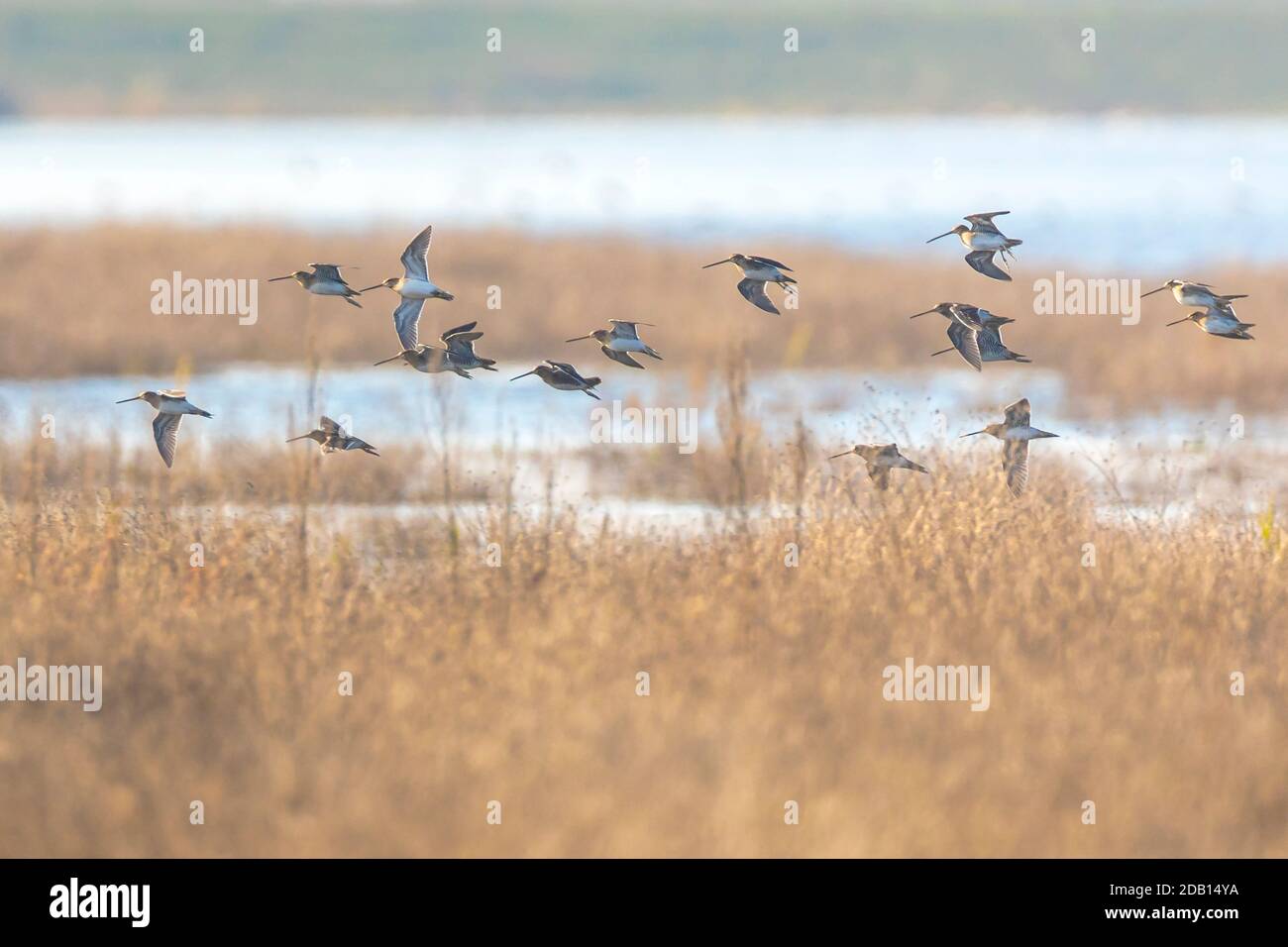 Common snipe Gallinago gallinago in flight above grassland Stock Photo ...