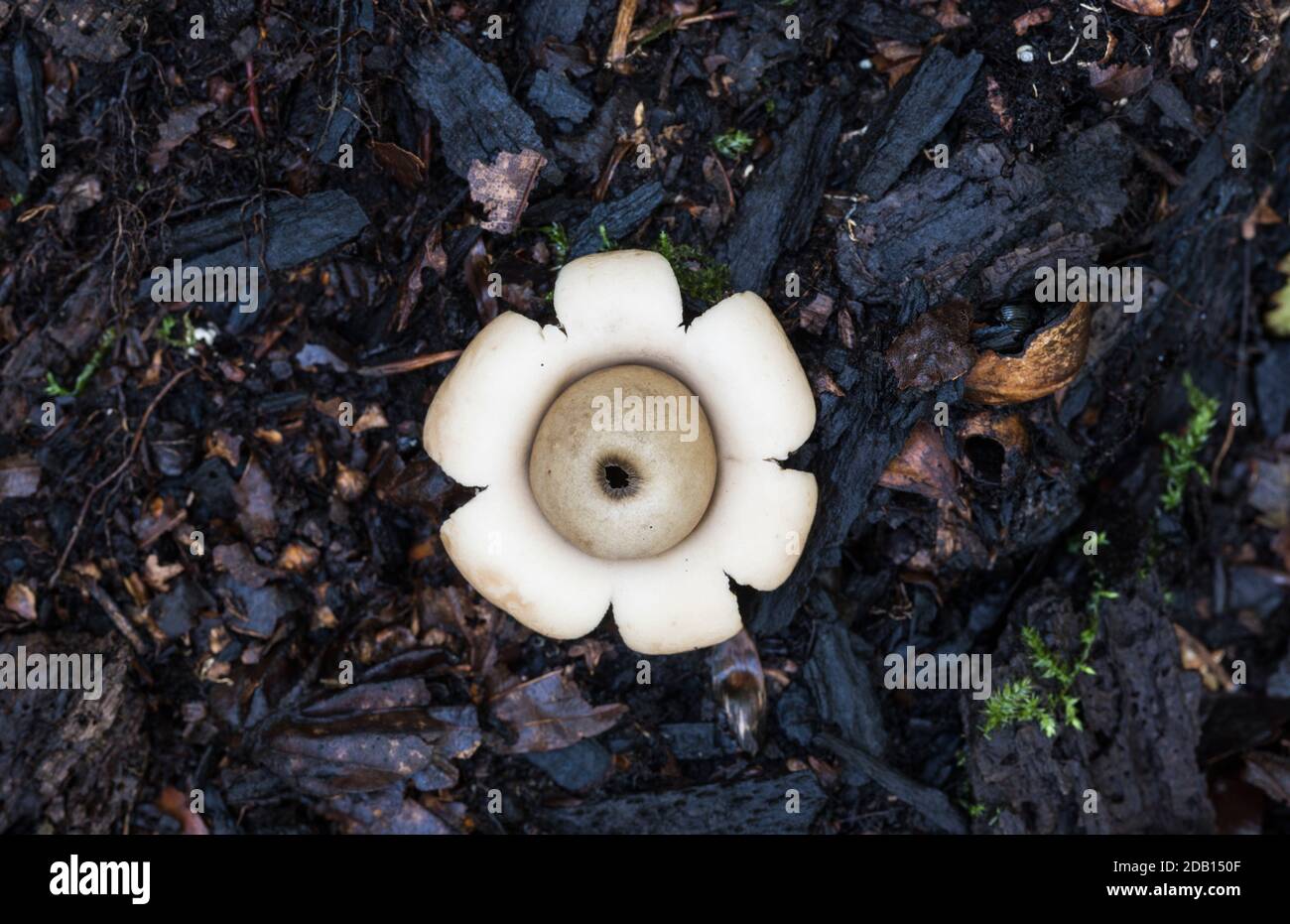 A Collared Earthstar (Geastrum triplex Stock Photo - Alamy