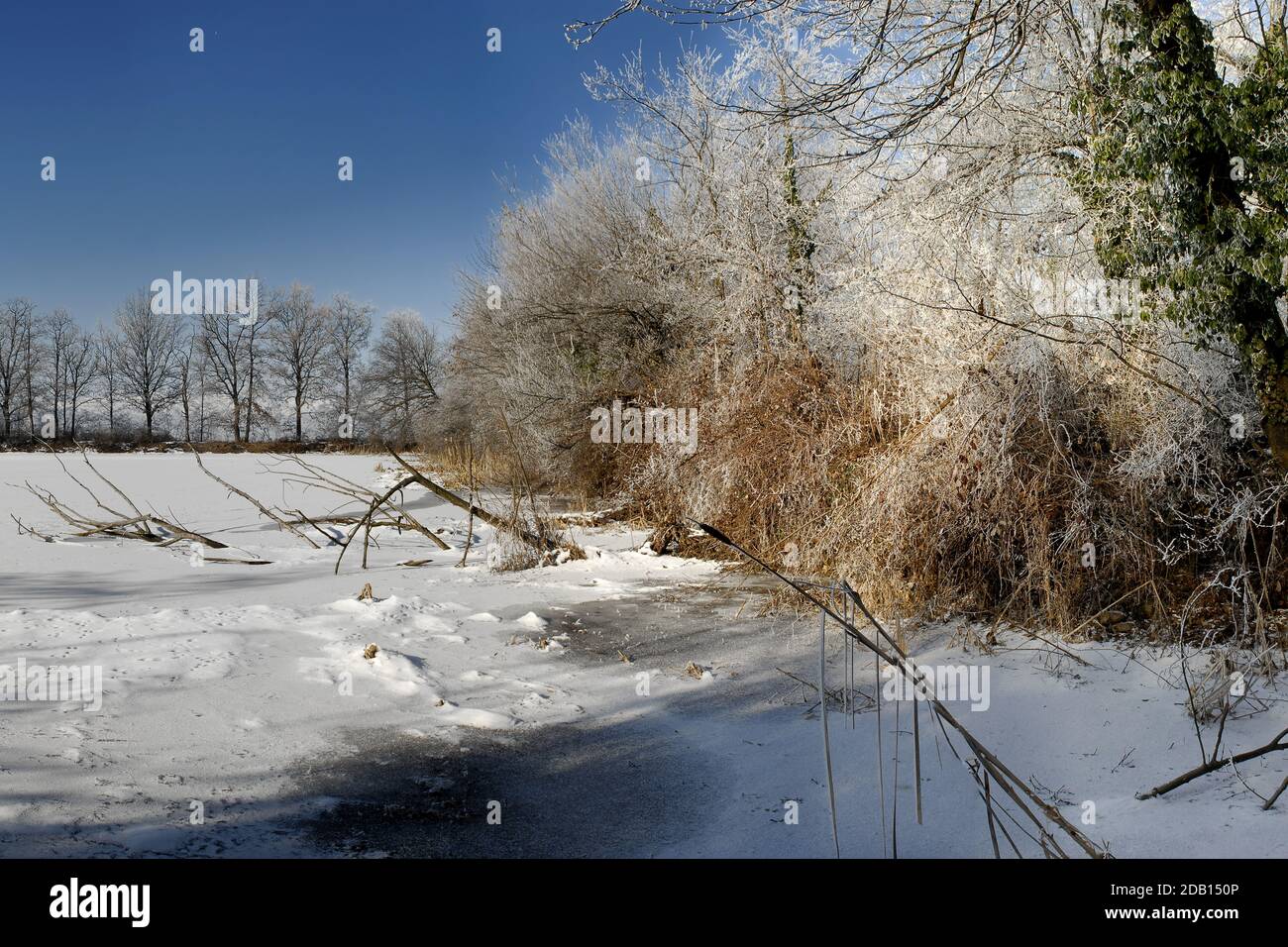 rime ice on the tree branches of the frozen swamp Stock Photo - Alamy