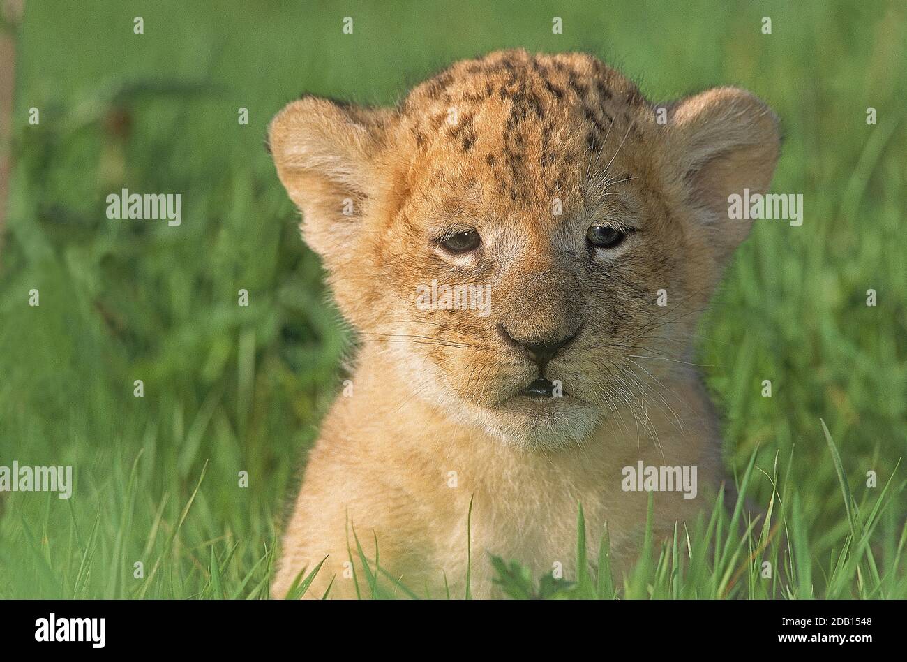 AFRICAN LION panthera leo, PORTRAIT OF CUB Stock Photo - Alamy