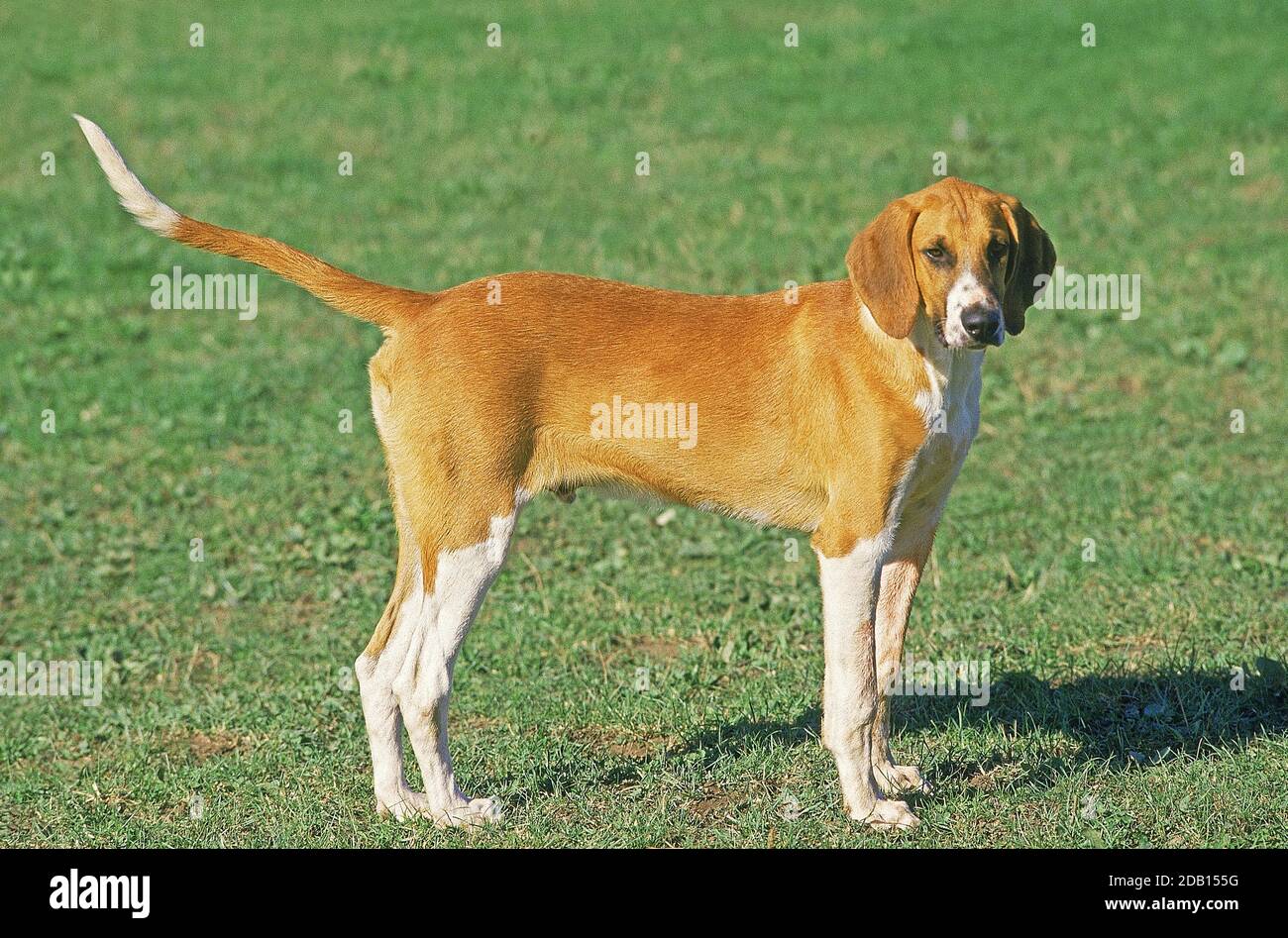 Poitevin hound hi-res stock photography and images - Alamy