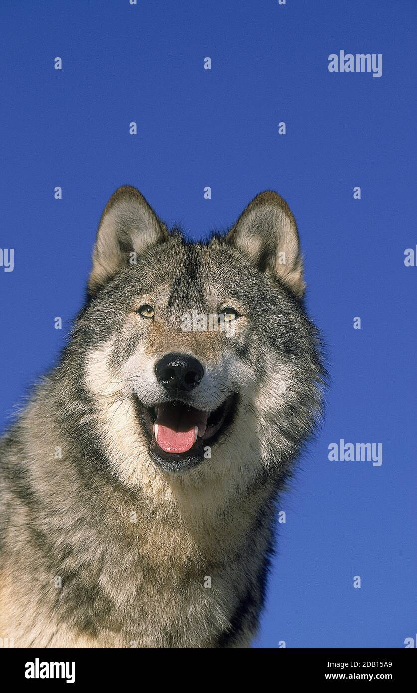 NORTH AMERICAN GREY WOLF canis lupus occidentalis, PORTRAIT OF ADULT ...