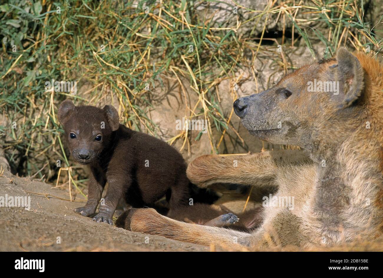SPOTTED HYENA crocuta crocuta, FEMALE WITH CUB, KENYA Stock Photo - Alamy