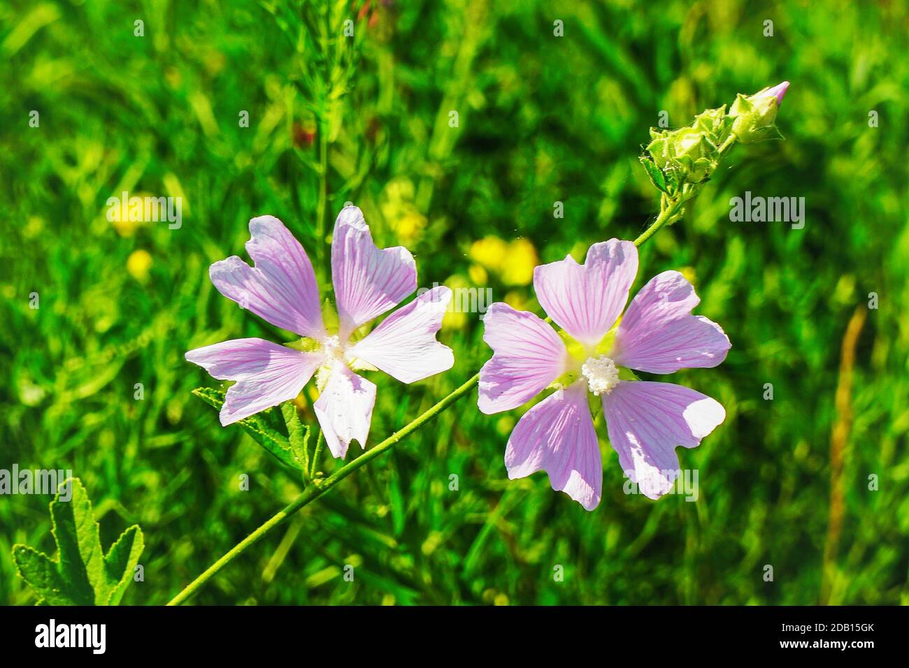 Pink wild mallow flowers in natural environment Stock Photo - Alamy