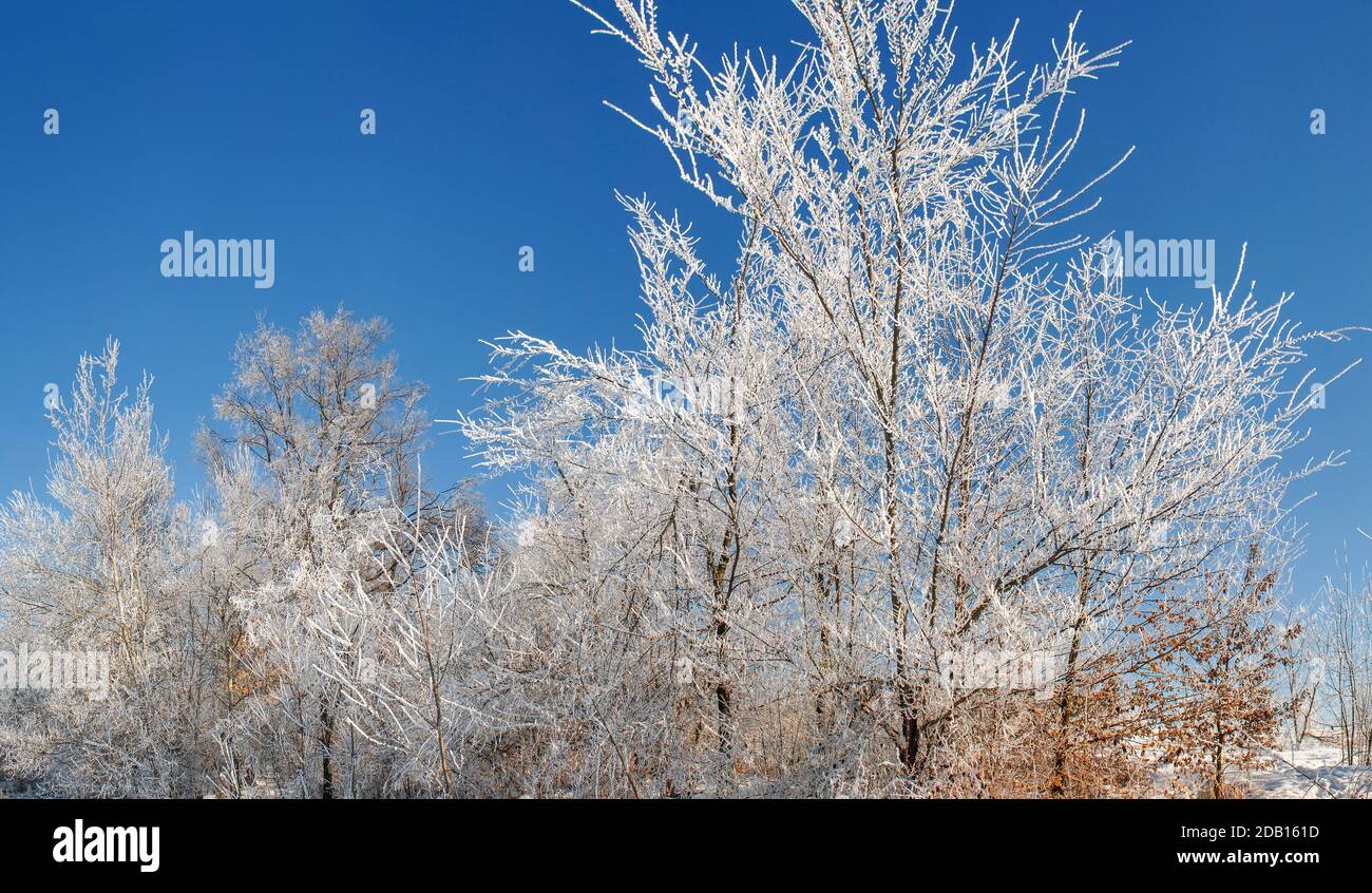 Nice winter landscape with trees snow hi-res stock photography and ...