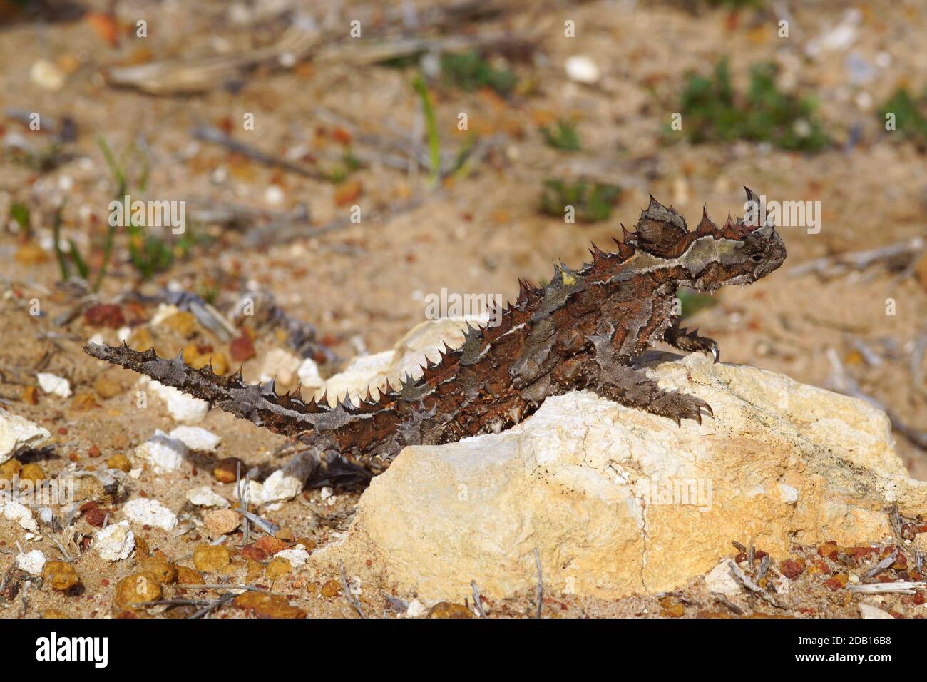Australian Spiny Lizard