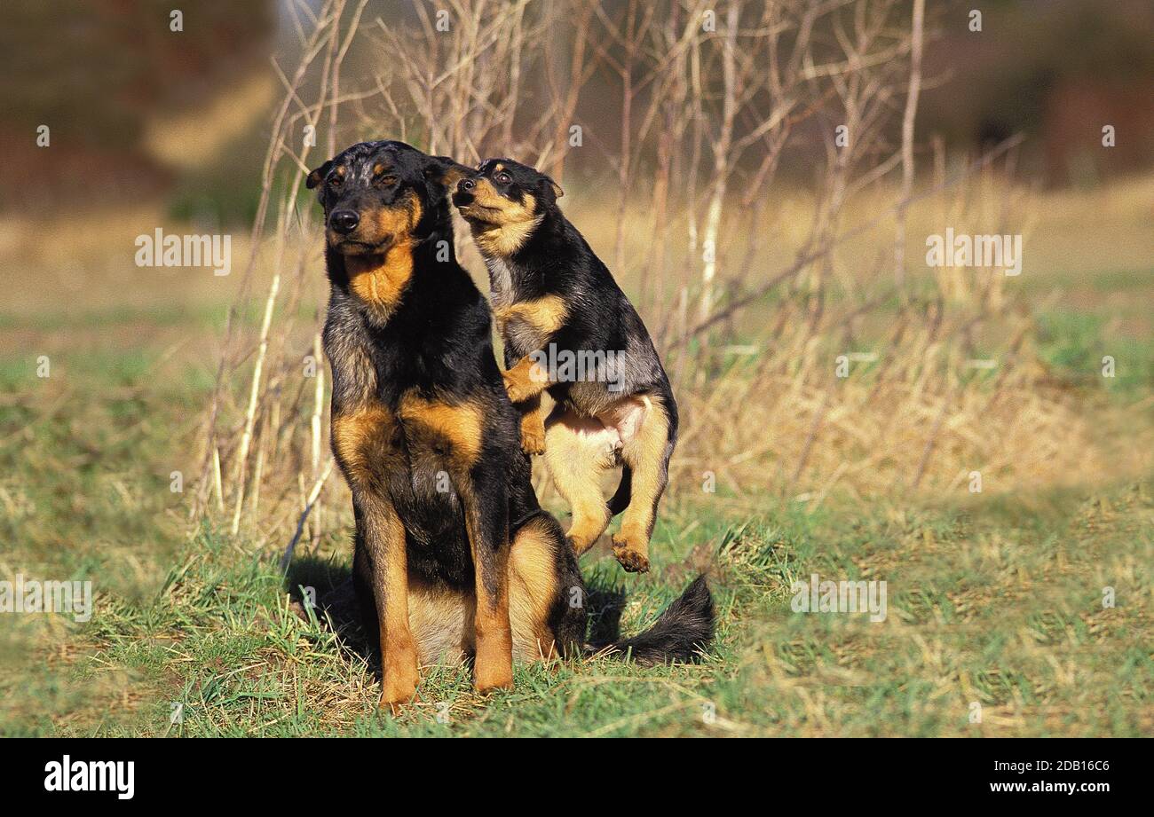 BEAUCERON DOG OR BEAUCE SHEEPDOG (OLD STANDARD BREED WITH CUT EARS ...