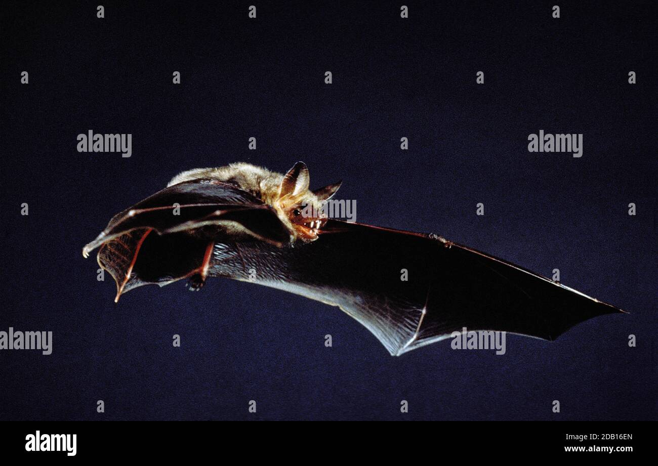 MOUSE-EARED BAT myotis myotis, ADULT IN FLIGHT Stock Photo - Alamy