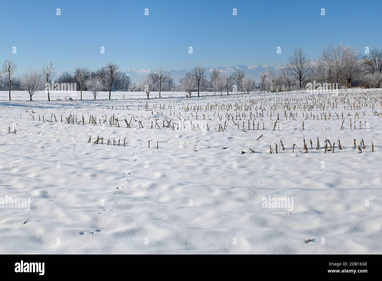 snowy field of cut corn Stock Photo - Alamy