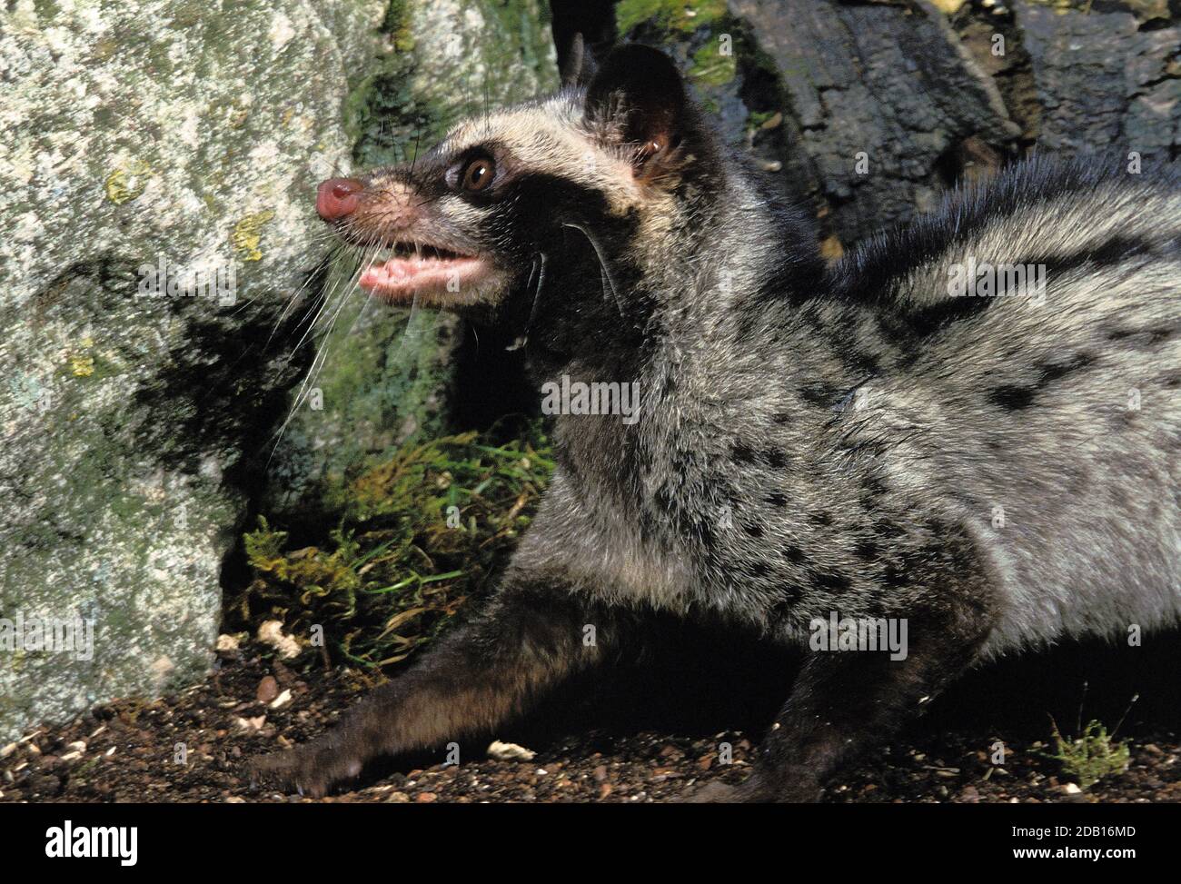 COMMON PALM CIVET paradoxurus hermaphroditus, ADULT Stock Photo - Alamy