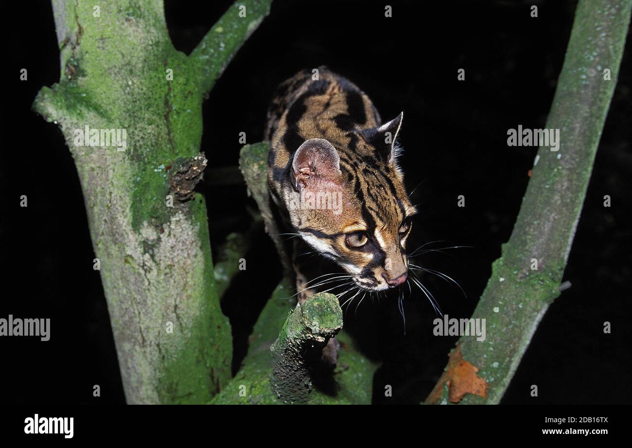 MARGAY CAT leopardus wiedi, ADULT STANDING IN TREE Stock Photo - Alamy
