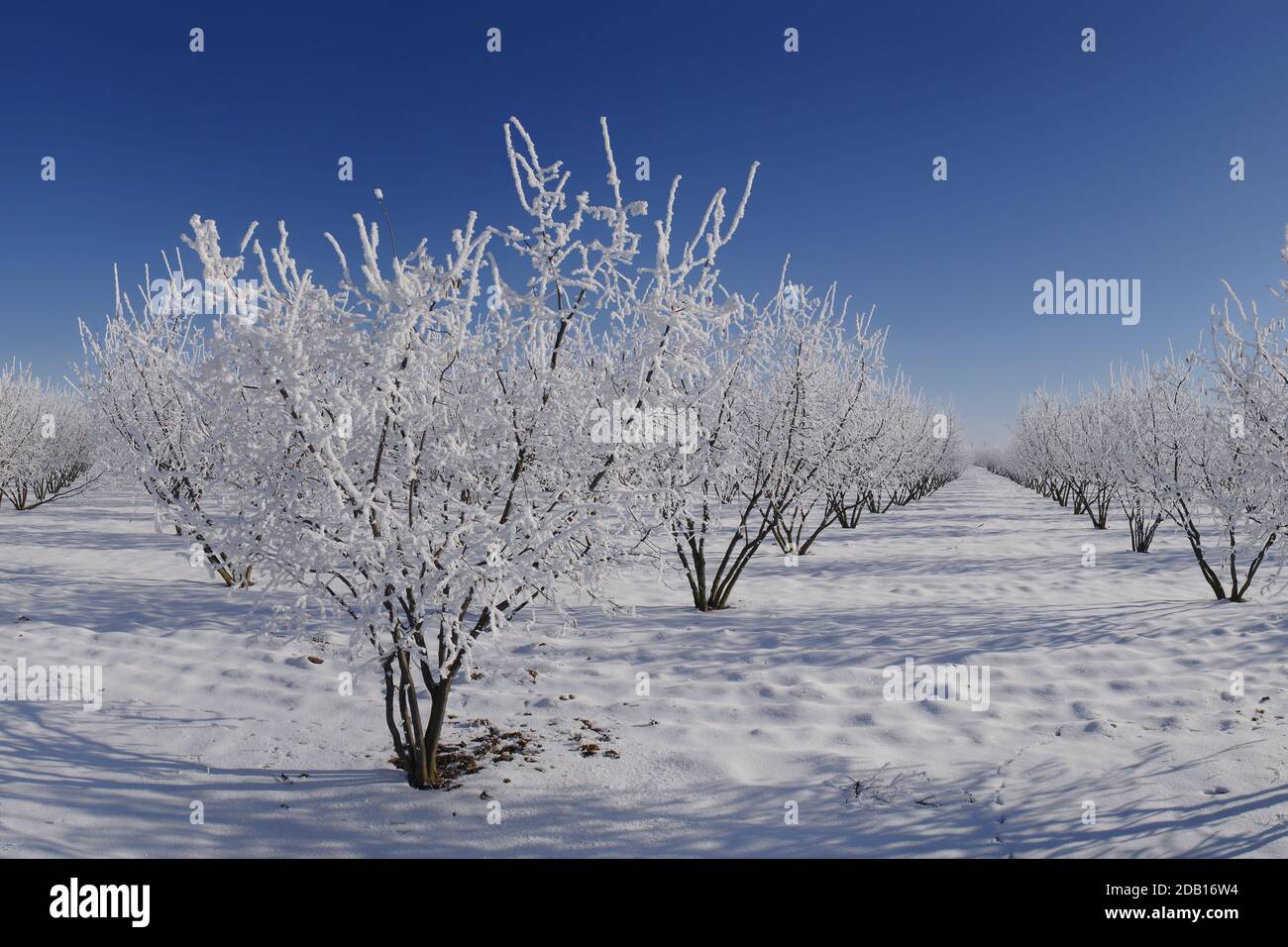 Frost trees hi-res stock photography and images - Alamy