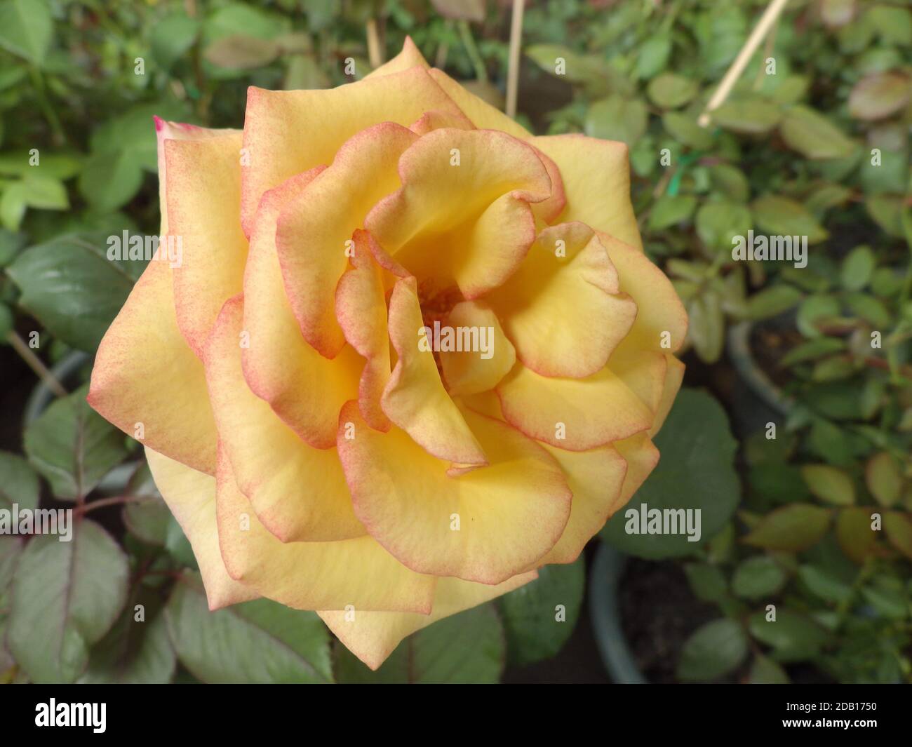 A close-up shot of a yellow rose flower growing in the garden Stock ...