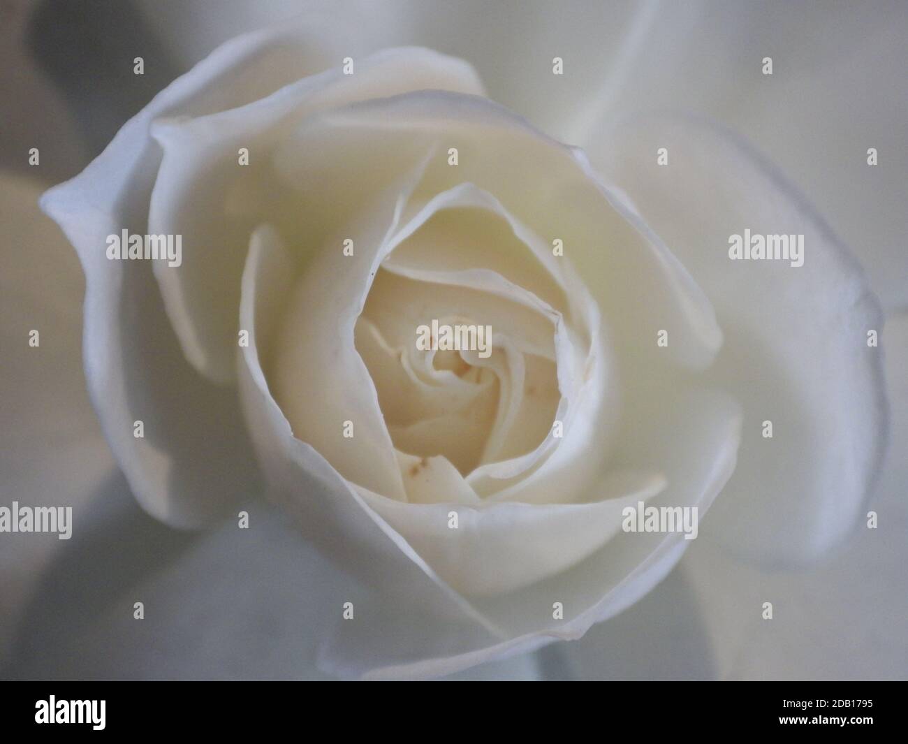 A macro shot of a white rose flower growing in the garden Stock Photo ...