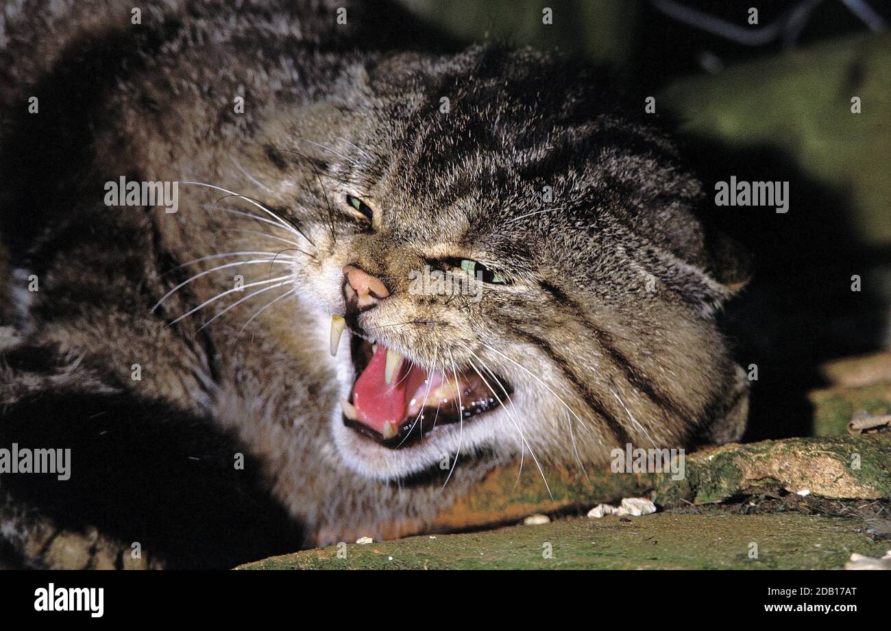 EUROPEAN WILDCAT felis silvestris, ADULT SNARLING Stock Photo - Alamy