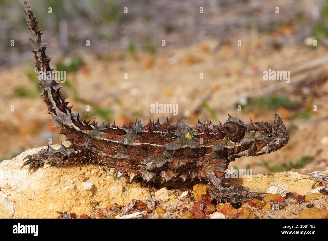 Australian Thorny Devil, Moloch horridus, an ant-eating lizard, natural ...