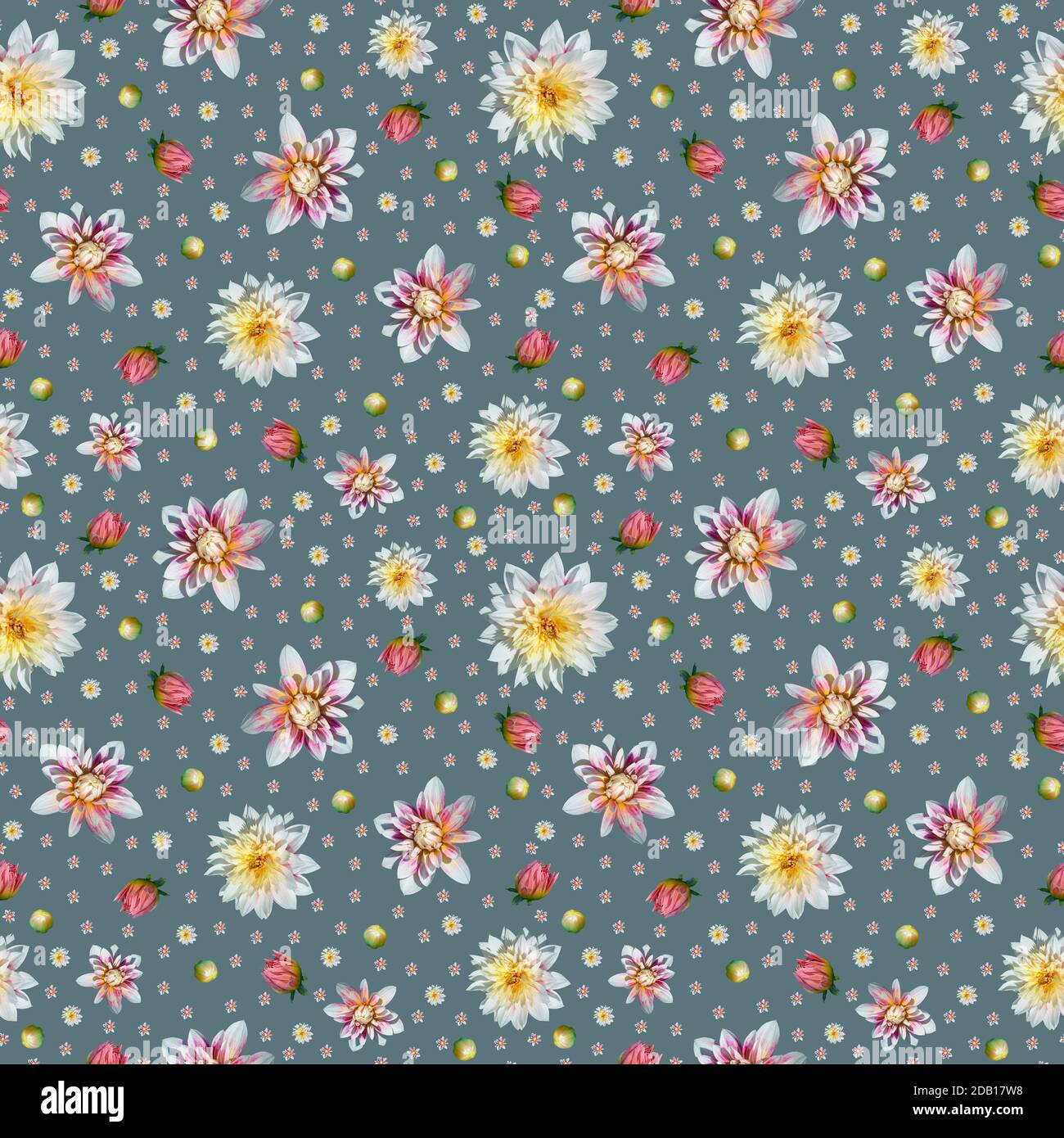 Dahlia grey hi-res stock photography and images - Alamy