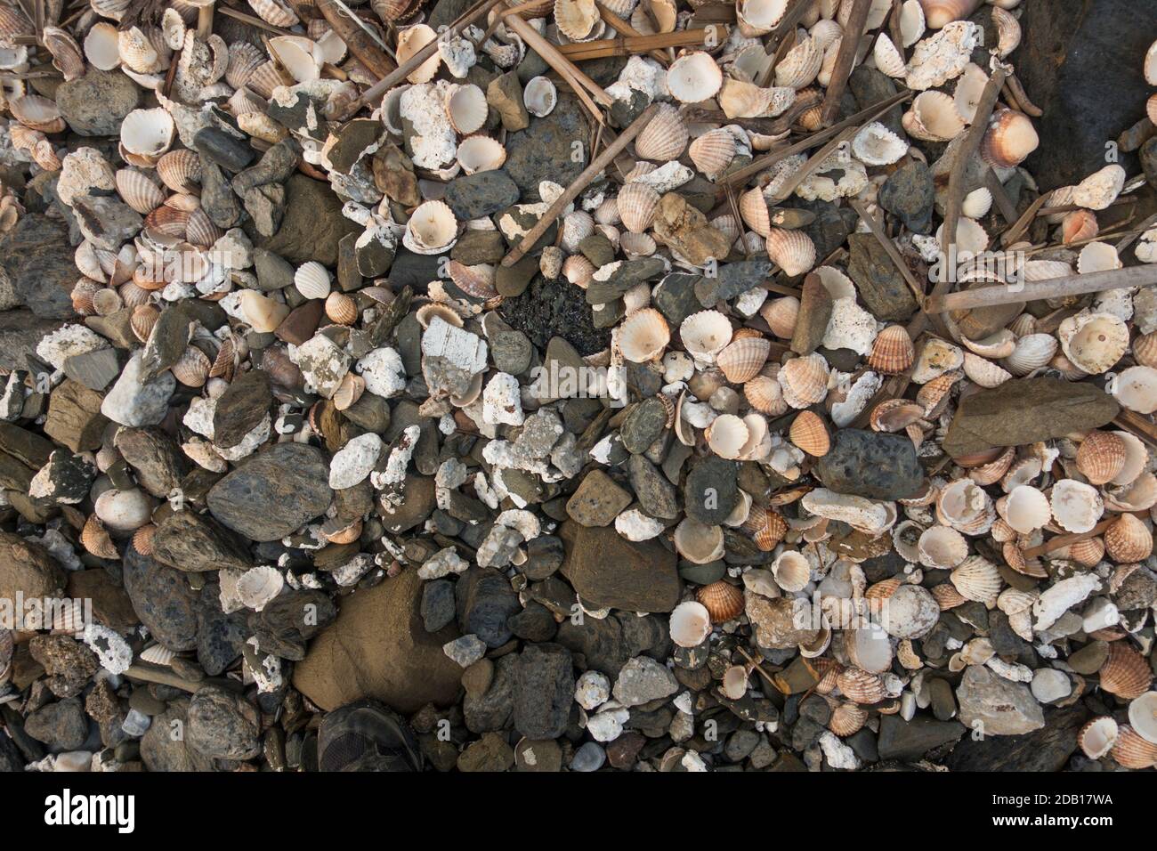 Sea Shells washed on pebble beach. Spain Stock Photo - Alamy