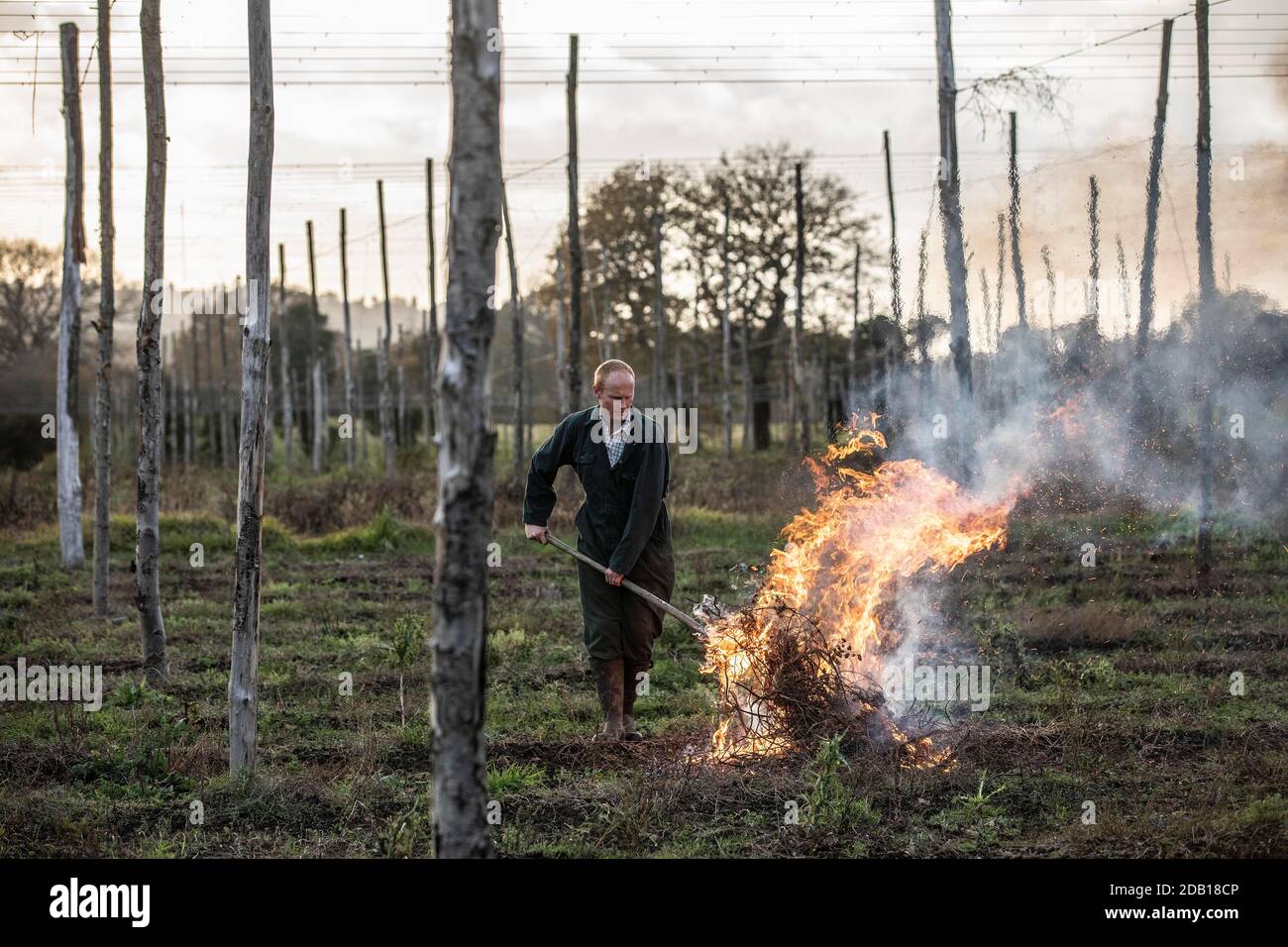 Farmer burning off the bottom length of hop bines across the Hop ...