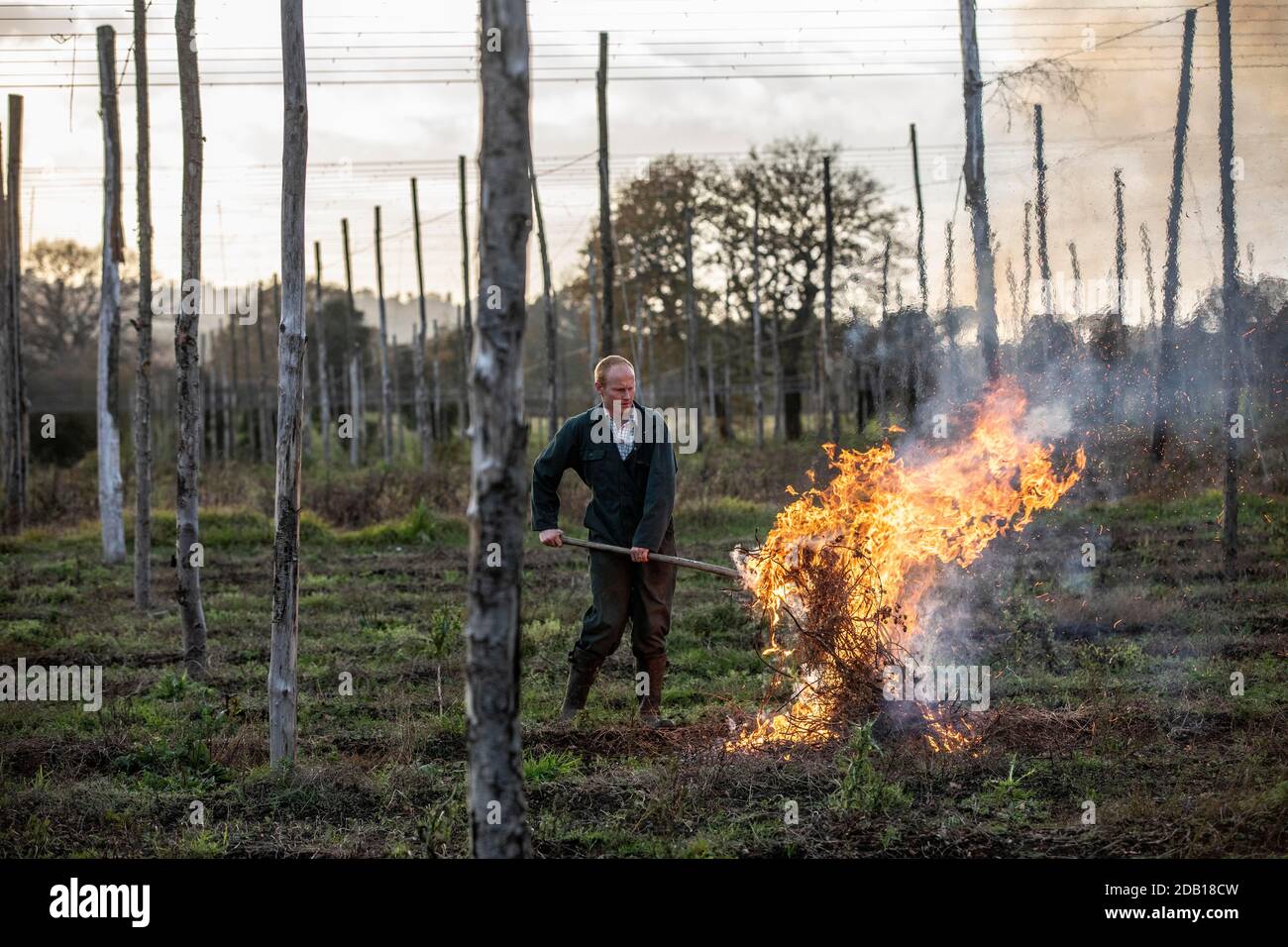 Farmer burning off the bottom length of hop bines across the Hop ...
