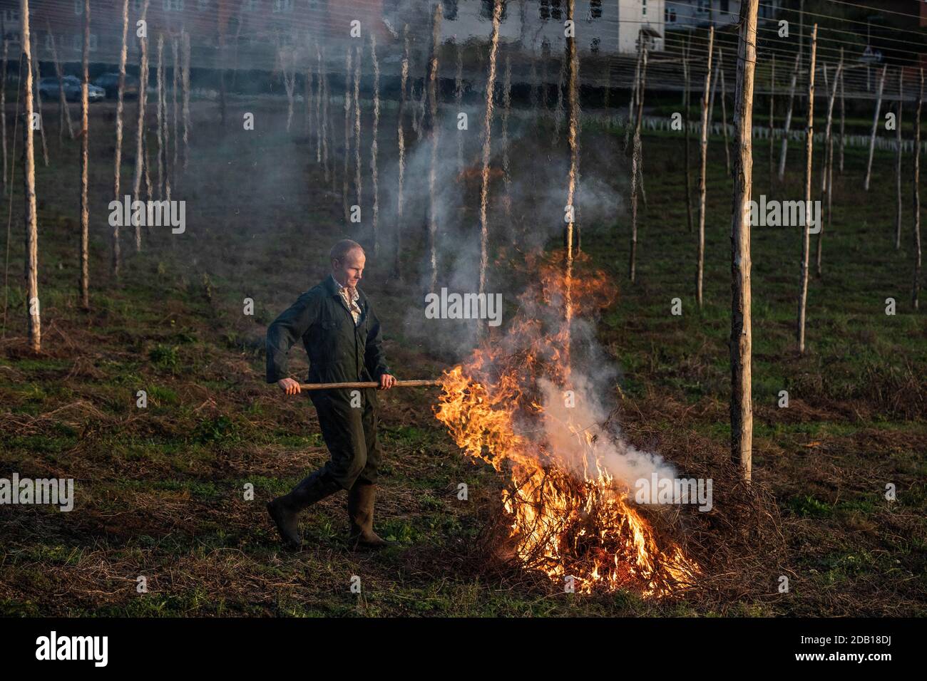 Farmer burning off the bottom length of hop bines across the Hop ...