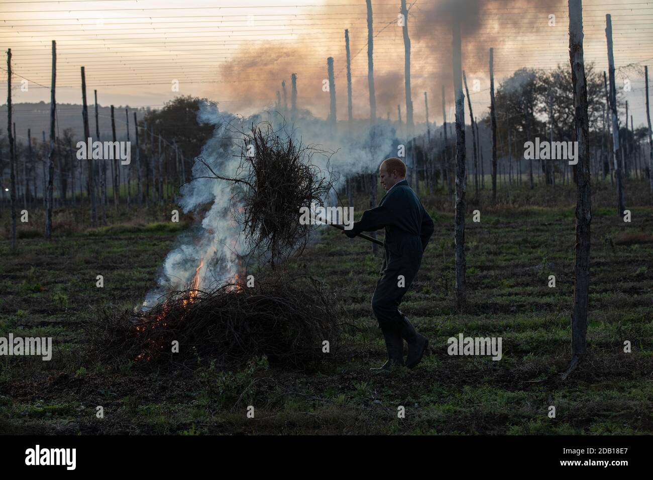 Farmer burning off the bottom length of hop bines across the Hop ...