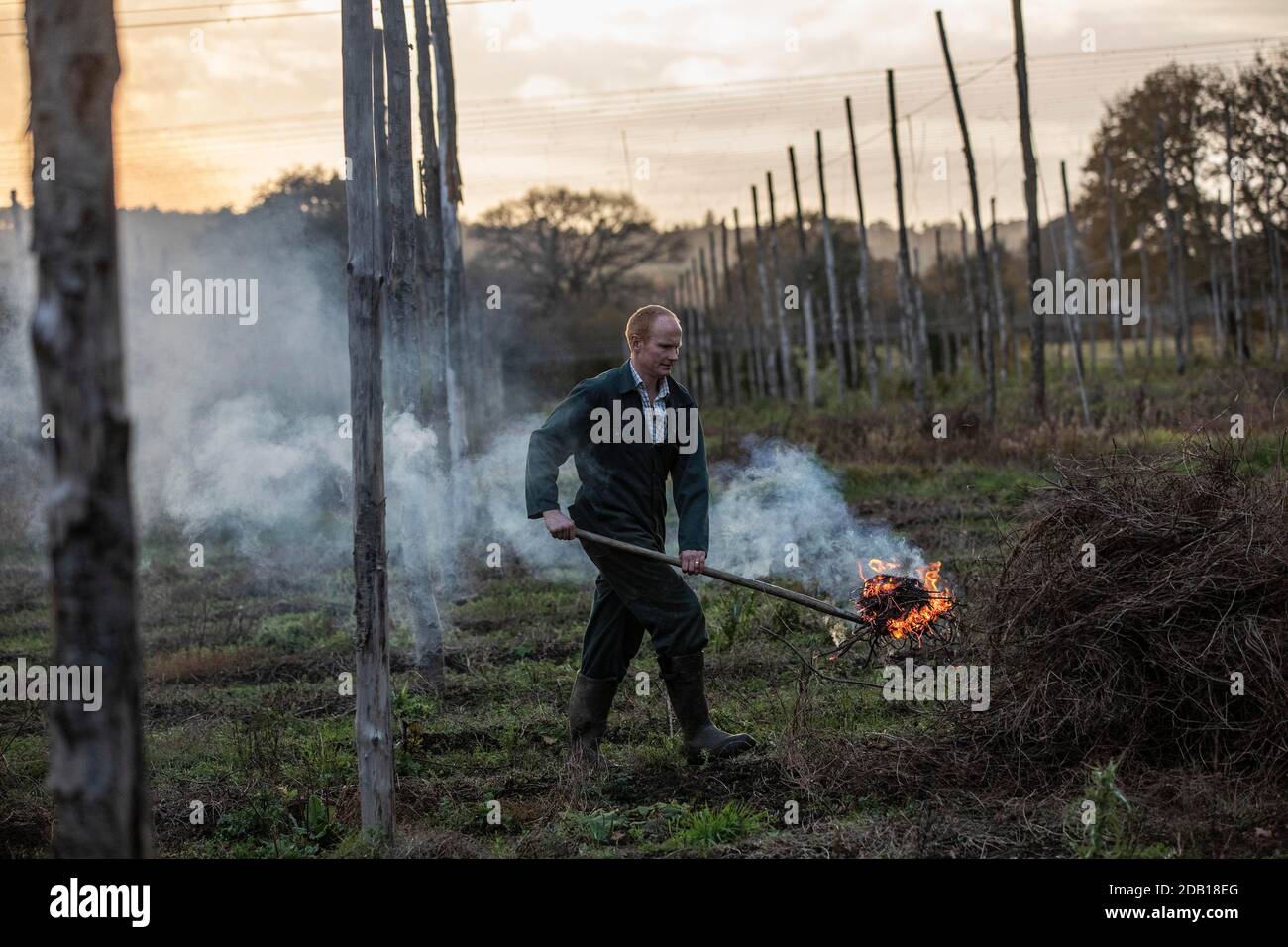 Farmer burning off the bottom length of hop bines across the Hop ...