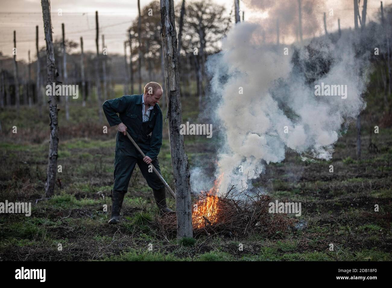 Farmer burning off the bottom length of hop bines across the Hop ...