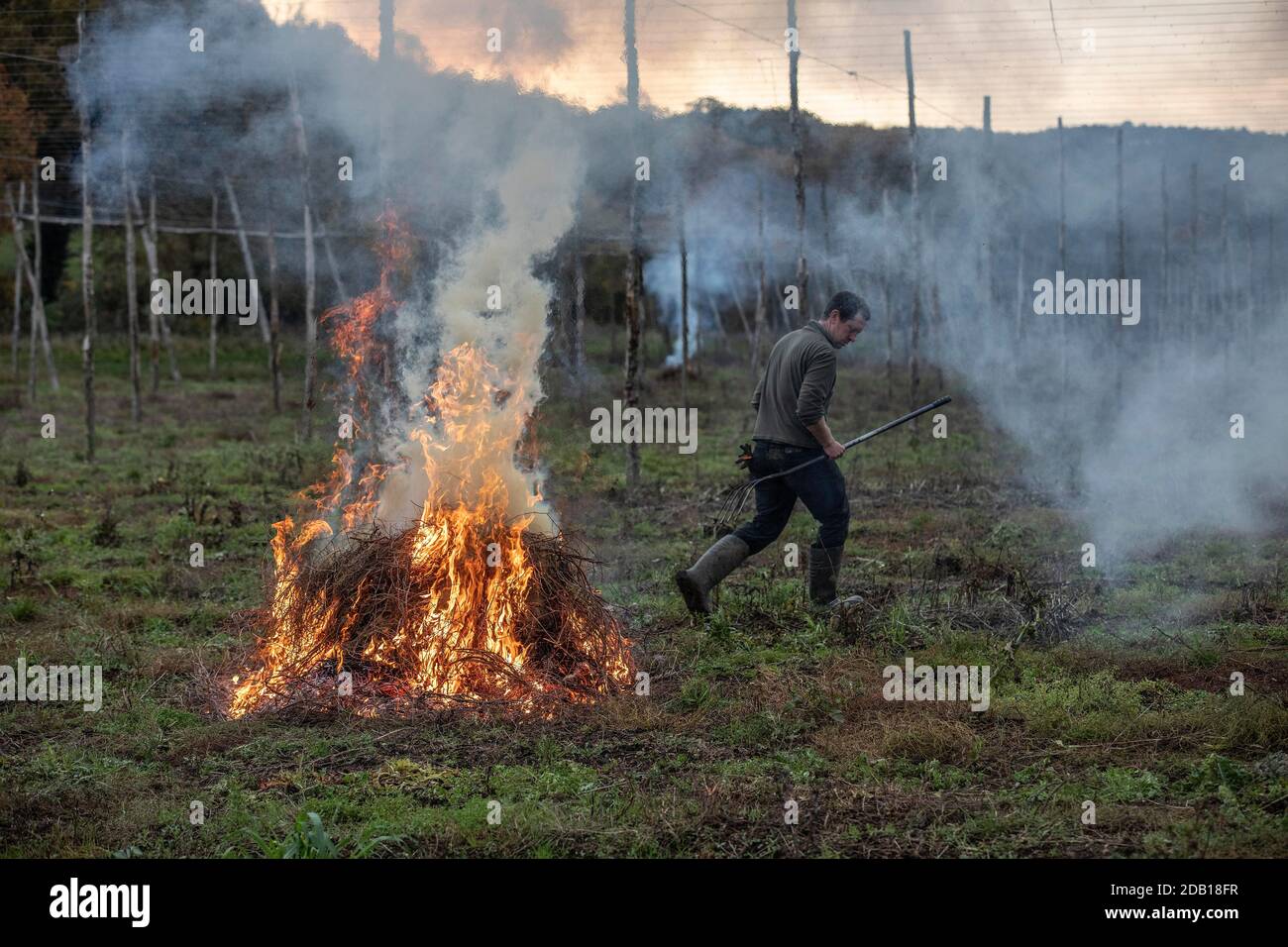 Hop gardens hi-res stock photography and images - Alamy