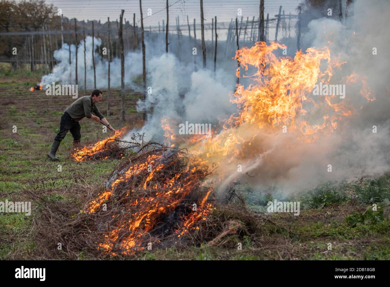 Farmer burning off the bottom length of hop bines across the Hop ...