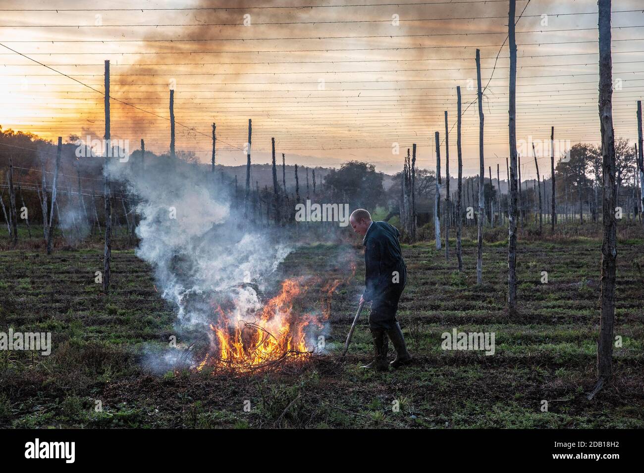 Farmer burning off the bottom length of hop bines across the Hop ...
