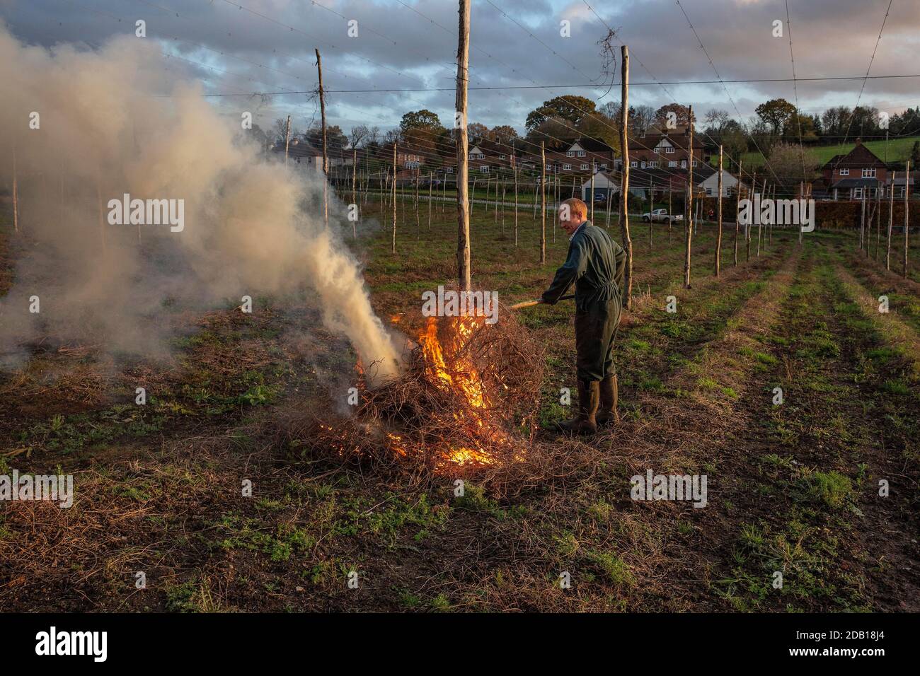 Farmer burning off the bottom length of hop bines across the Hop ...