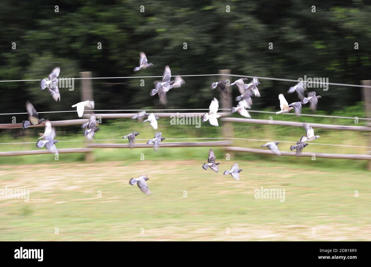 flock of doves flying in the sky, fence in the background Stock Photo ...