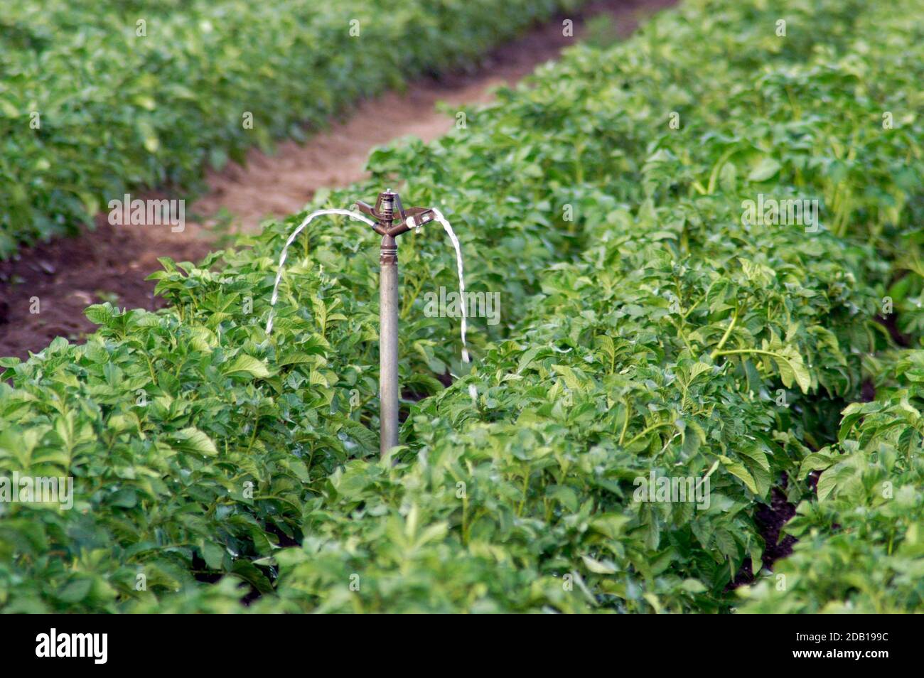 field irrigation through sprinkler system, watering plants and crops in ...