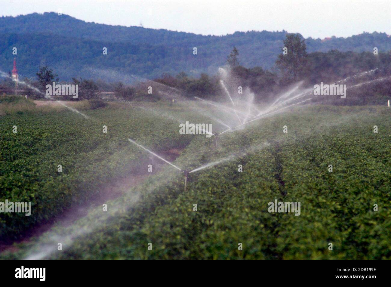 field irrigation through sprinkler system, watering plants and crops in ...