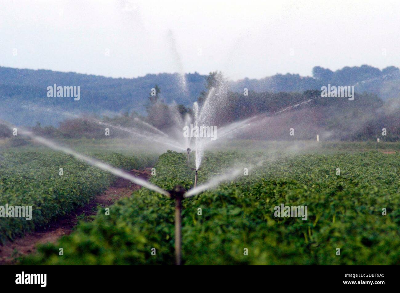 field irrigation through sprinkler system, watering plants and crops in ...