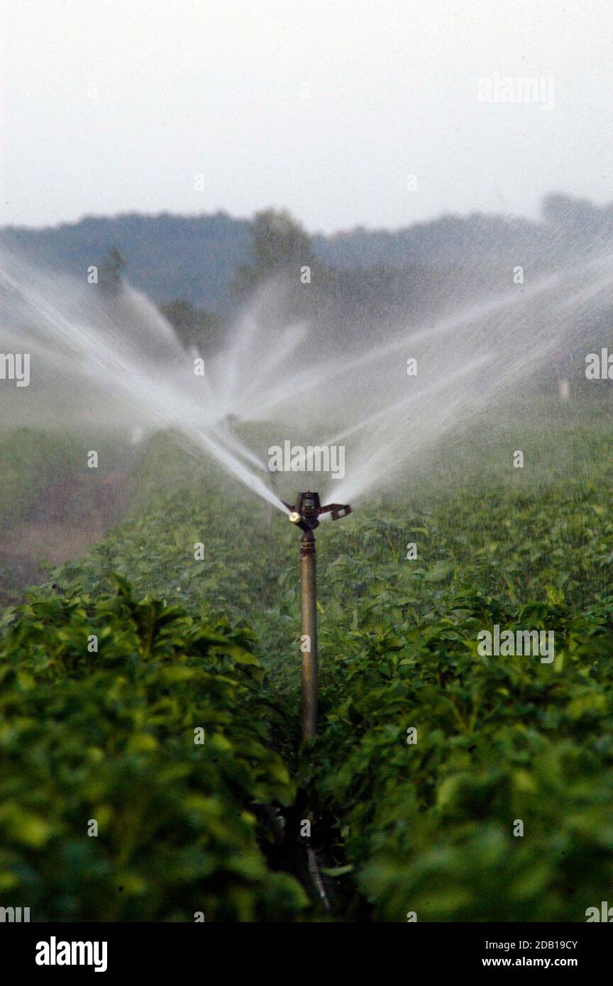 field irrigation through sprinkler system, watering plants and crops in ...
