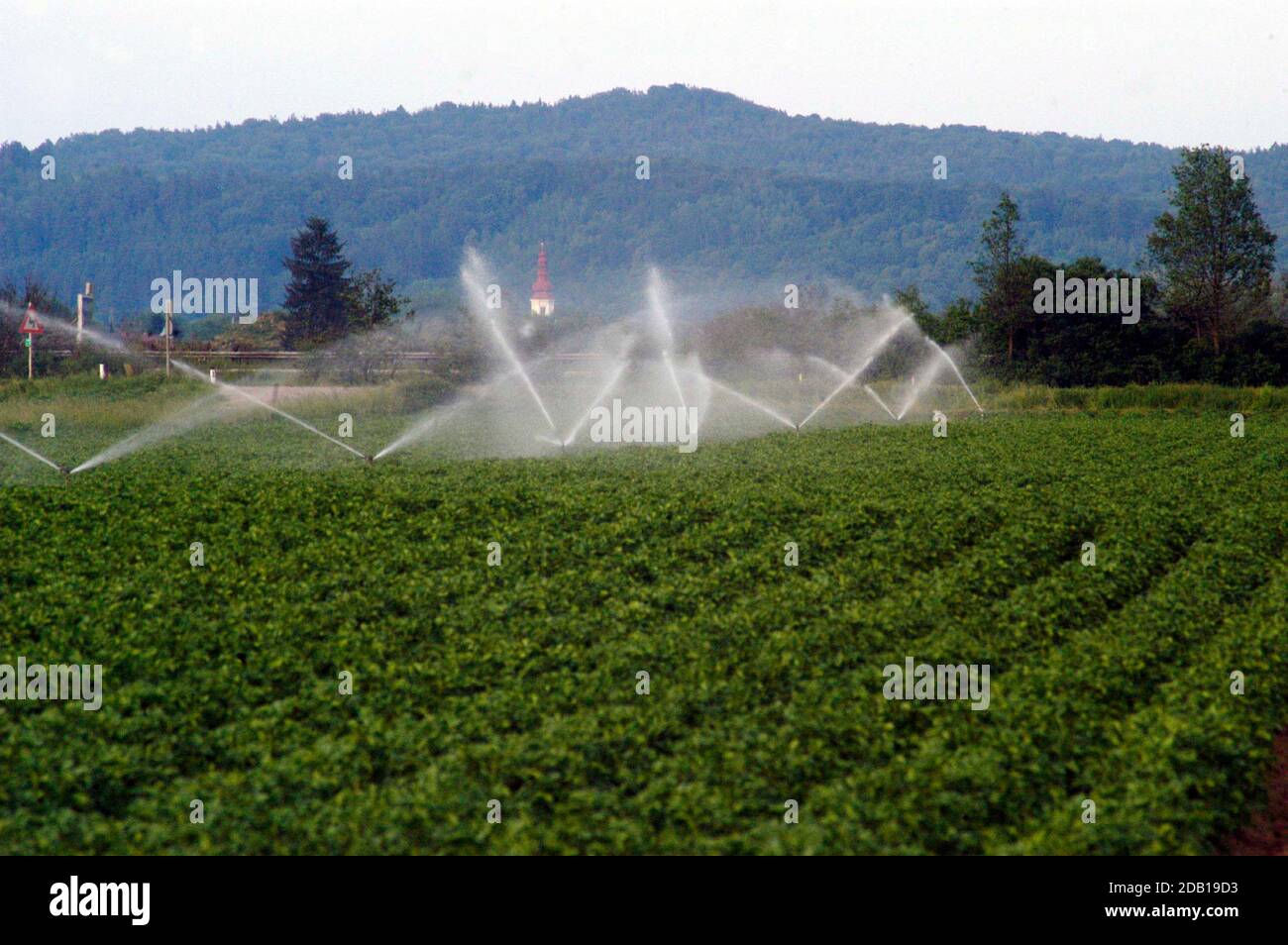 field irrigation through sprinkler system, watering plants and crops in ...