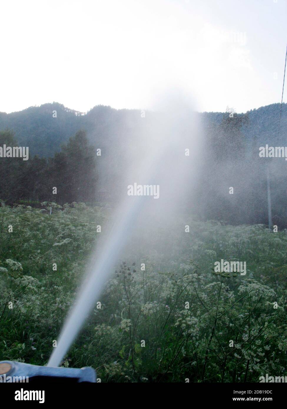 field irrigation through sprinkler system, watering plants and crops in ...