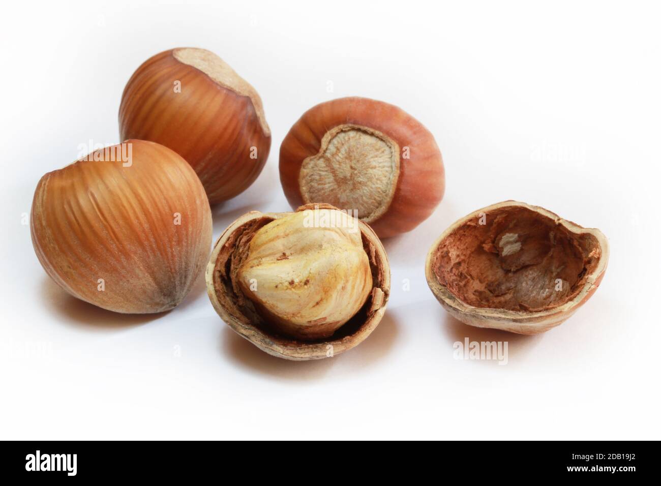 Hazelnuts isolated on white background. Studio shot Stock Photo - Alamy